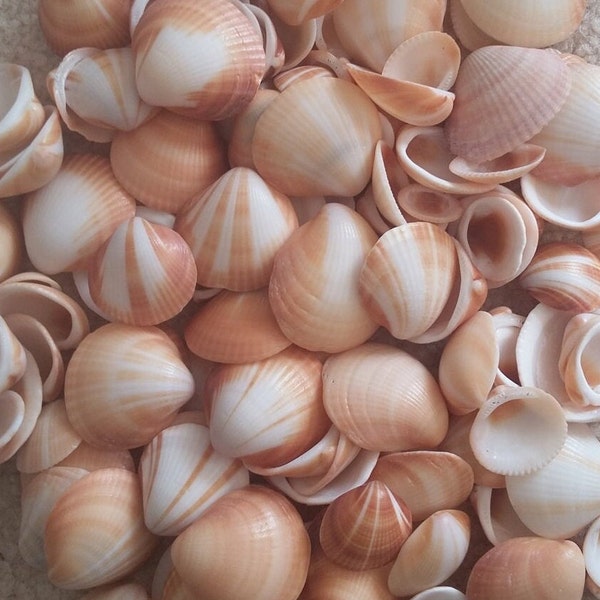 Bulk Seashells - Etsy