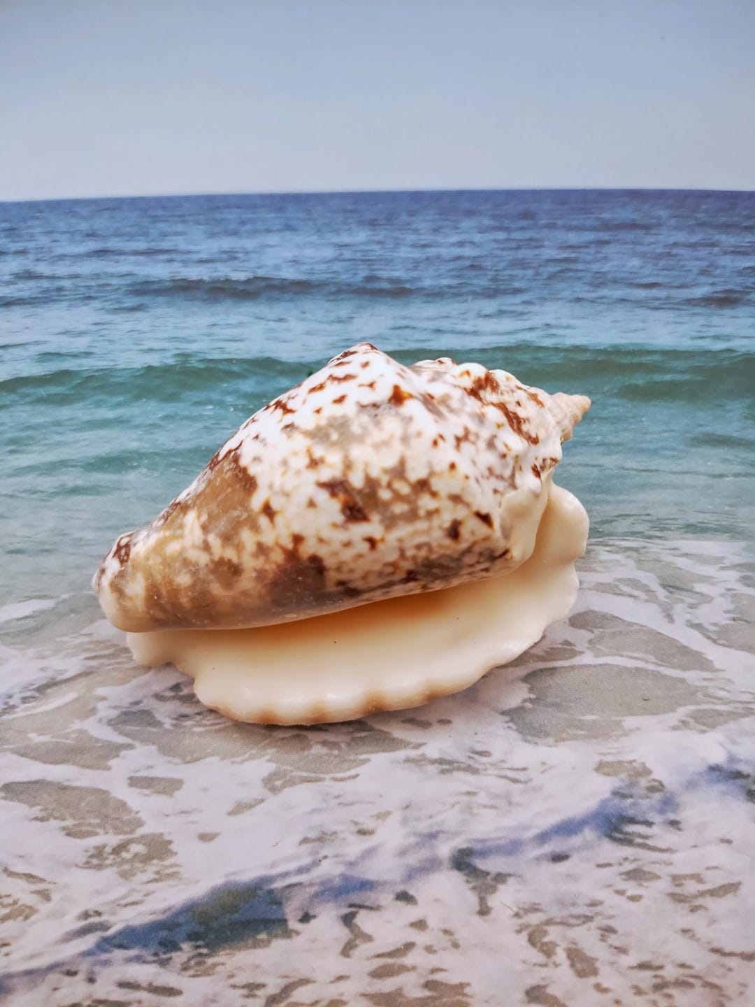 SILVER LIP CONCH Shell ~ Strombus Lentigo Lentigonosus ~ 3" to 3 1/4 ...