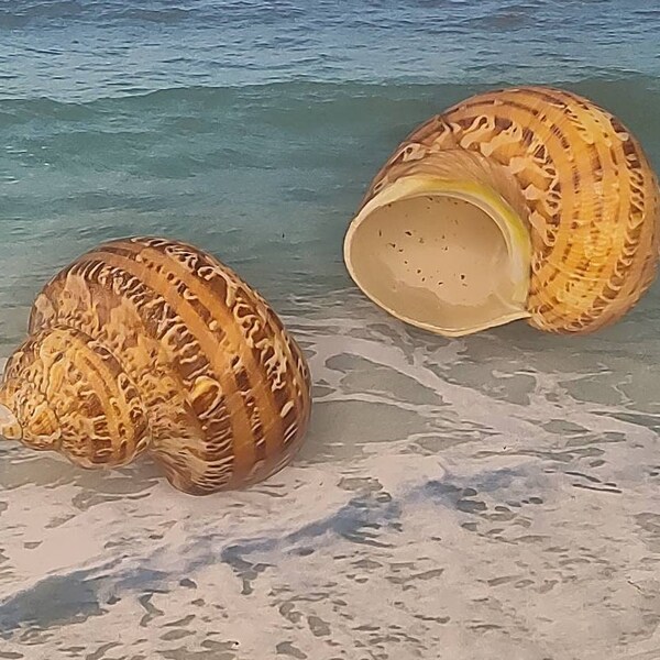 Turban Shells - Etsy