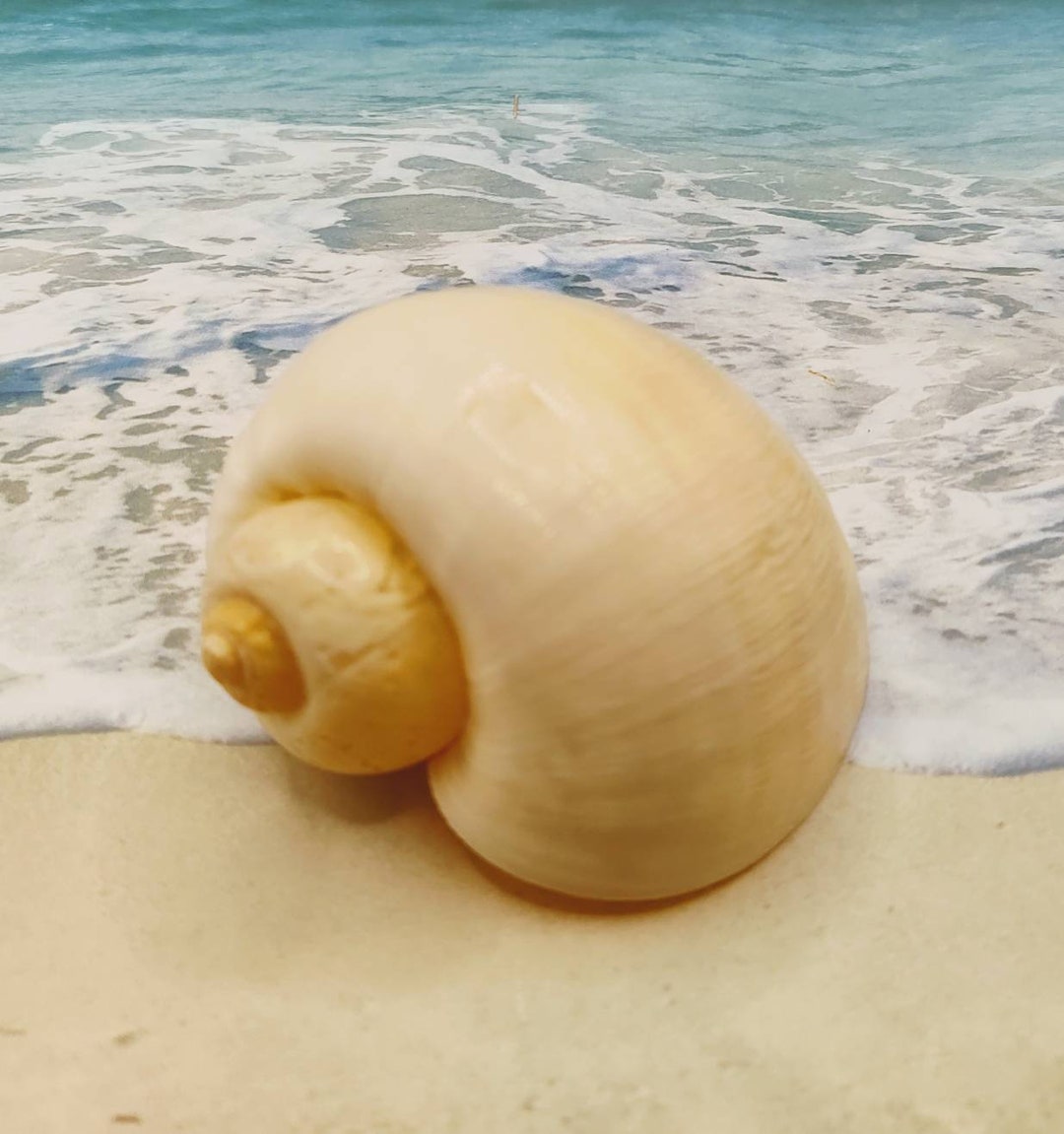 Large FLORIDA APPLE SNAIL Shell ~ Thin Brownish or Cream Color ~ Snail ...