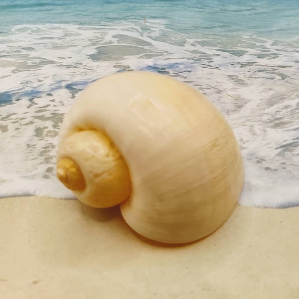 Apple Snail Shell - Etsy