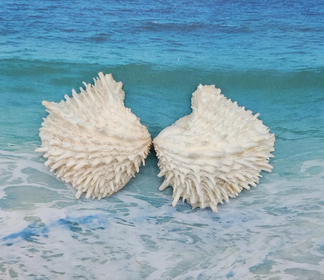 2pc Whole SPINY JEWEL BOX ~ Complete Shell ~ 2 1/4"~ Sanibel Island - Etsy