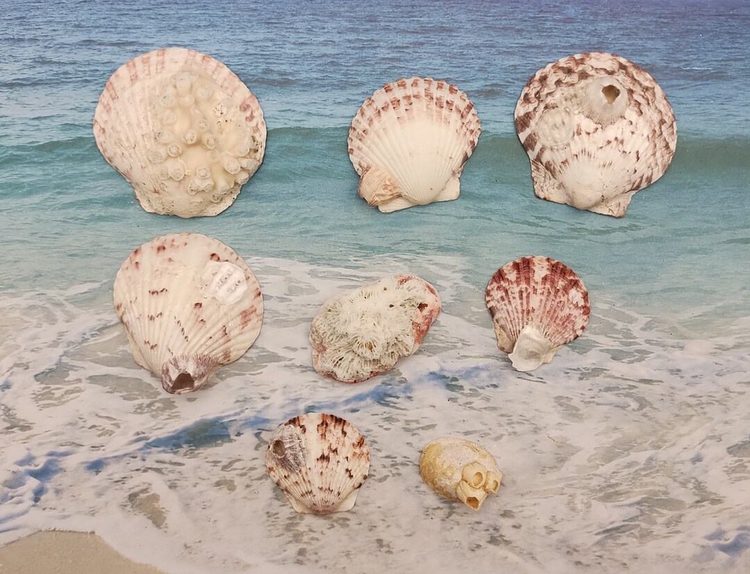 8 SCALLOP & BARNACLES/CORAL ~ Married Pieces ~ Sanibel Beach Finds - Etsy