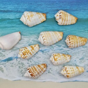 BLOOD MOUTH CONCH ~ Strombus Luhuanus - Etsy