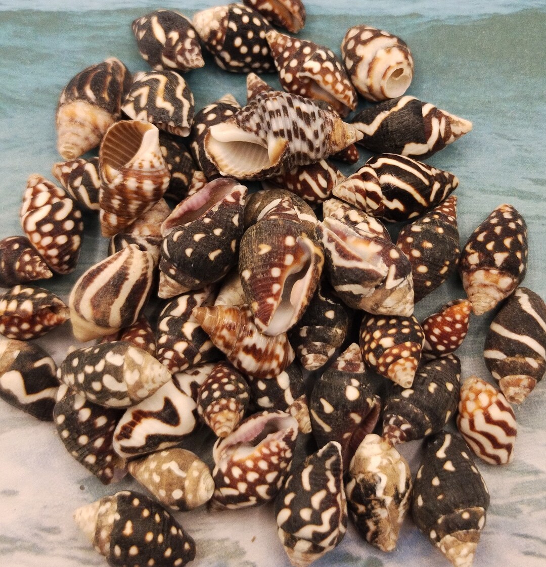 Mini BLACK & WHITE CONCH Shells ~ Nassa Columbella ~ Some Brown/white ...