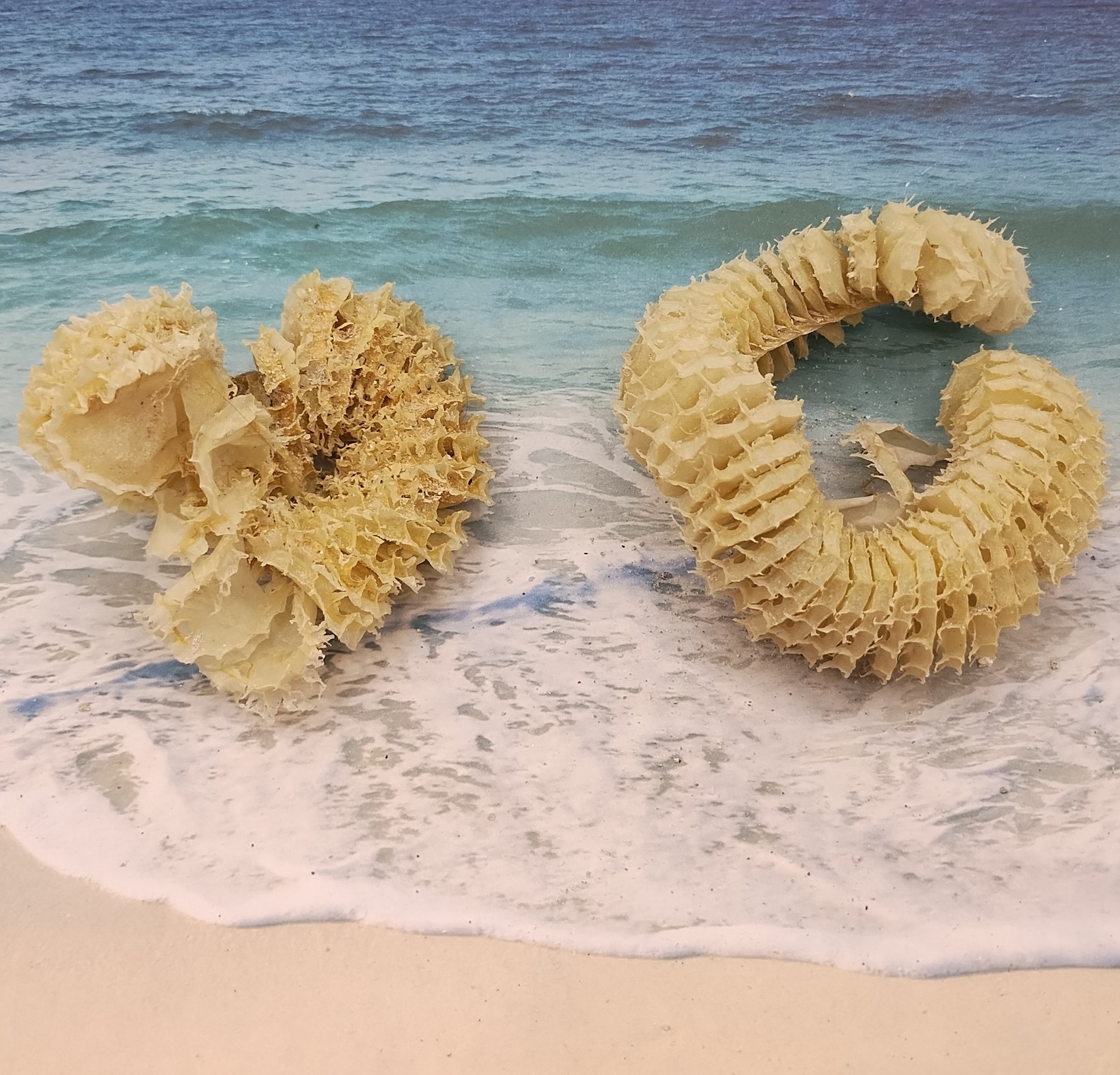 Choose From 2 Types EGG CASINGS ~ 1" to 18" ~ Horse Conch ~ Whelk ...