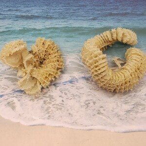 Choose From 2 Types EGG CASINGS ~ 1" to 18" ~ Horse Conch ~ Whelk ...