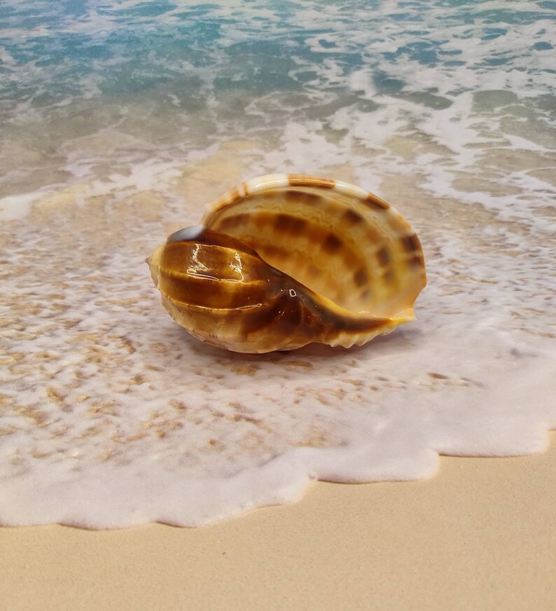 HARPA MAJOR MELON Shell Swollen Harp Seashell Volute Shell - Etsy
