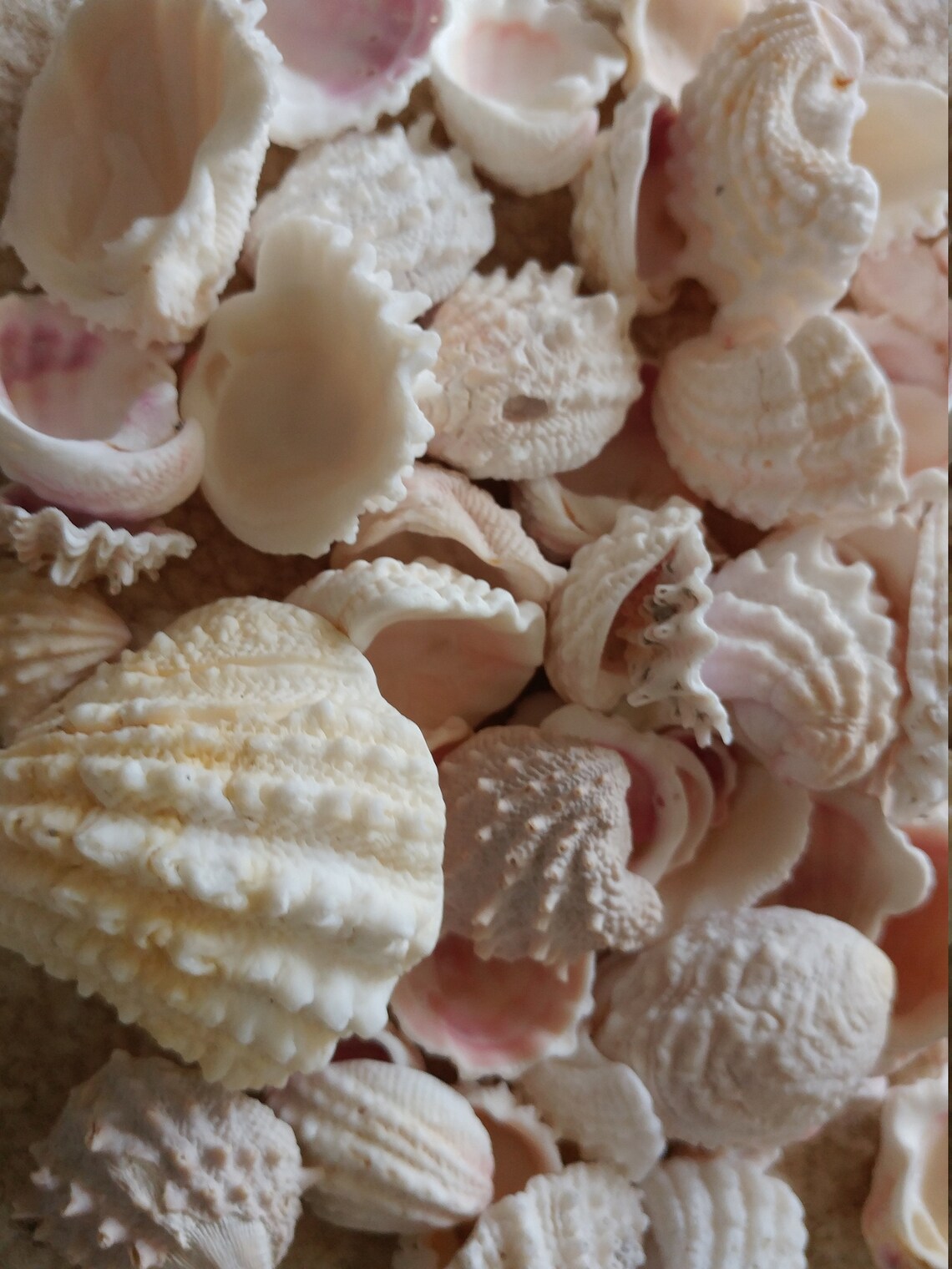 White Florida SPINY JEWEL BOX Seashell ~ 10 to 100 Pcs ~ Jewelry Craft ...
