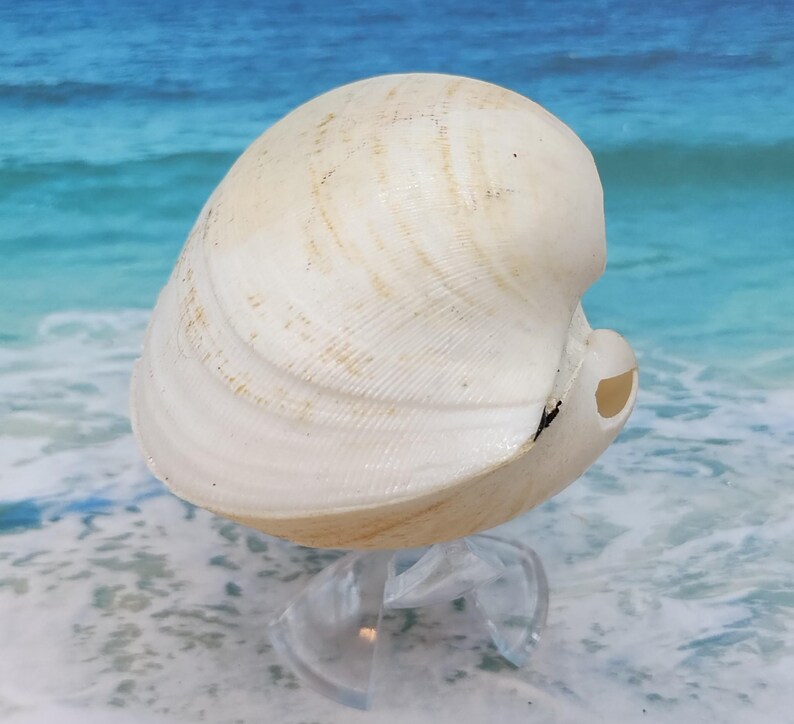 Lg WHITE CLAM SHELL ~ Donax Hanleyanus Philippi ~ Complete ~ Fused ...