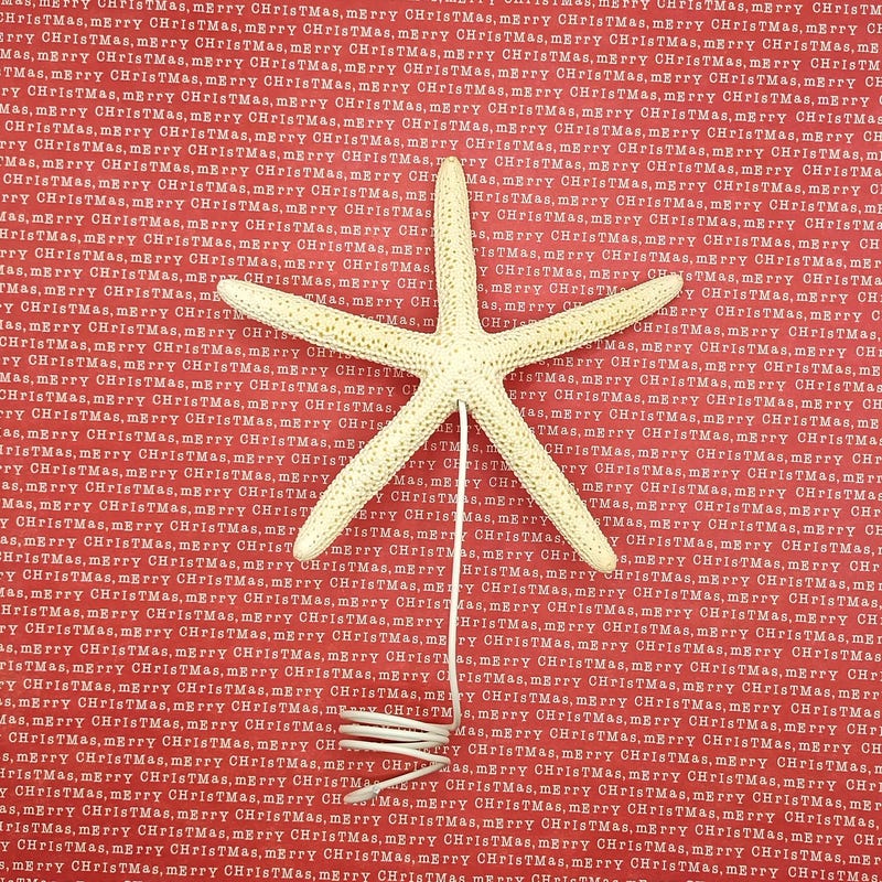 Starfish Tree Topper - Etsy