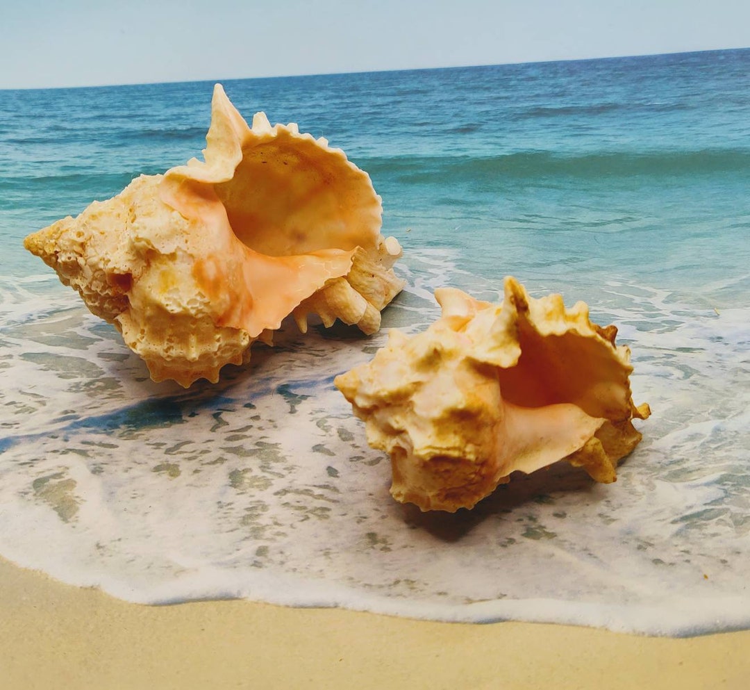 PINK MUREX Seashell~natural~hermit Crab Home~succulent Home~nautical ...