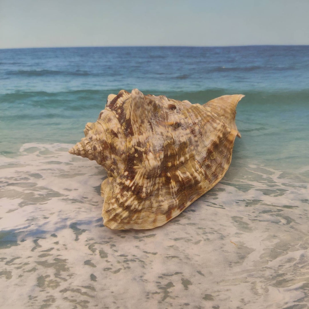 HAWK-WING CONCH Strombus Raninus Beach Find Conch - Etsy