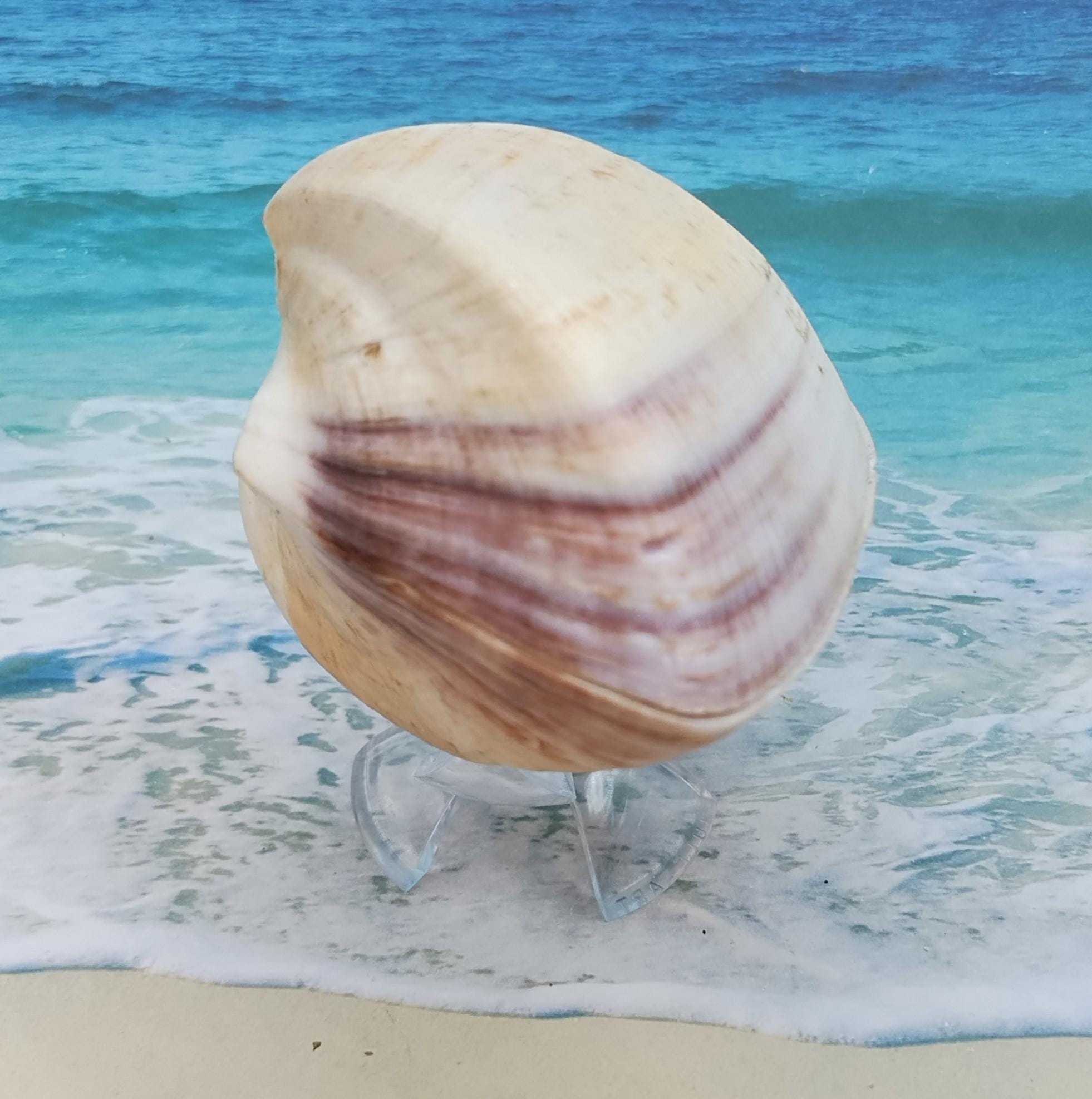 Lg WHITE CLAM SHELL ~ Donax Hanleyanus Philippi ~ Complete ~ Fused ...