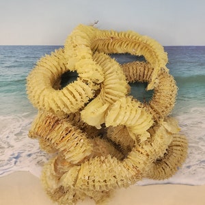 Choose From 2 Types EGG CASINGS ~ 1" to 18" ~ Horse Conch ~ Whelk ...