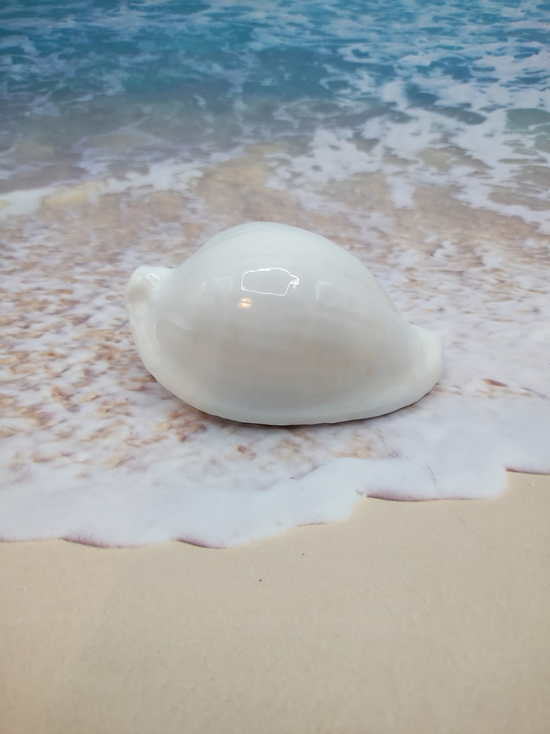 EGG COWRIE ~ or Great Egg Shell ~ Ovula Ovum 3 1/2" to 3 5/8" - Etsy