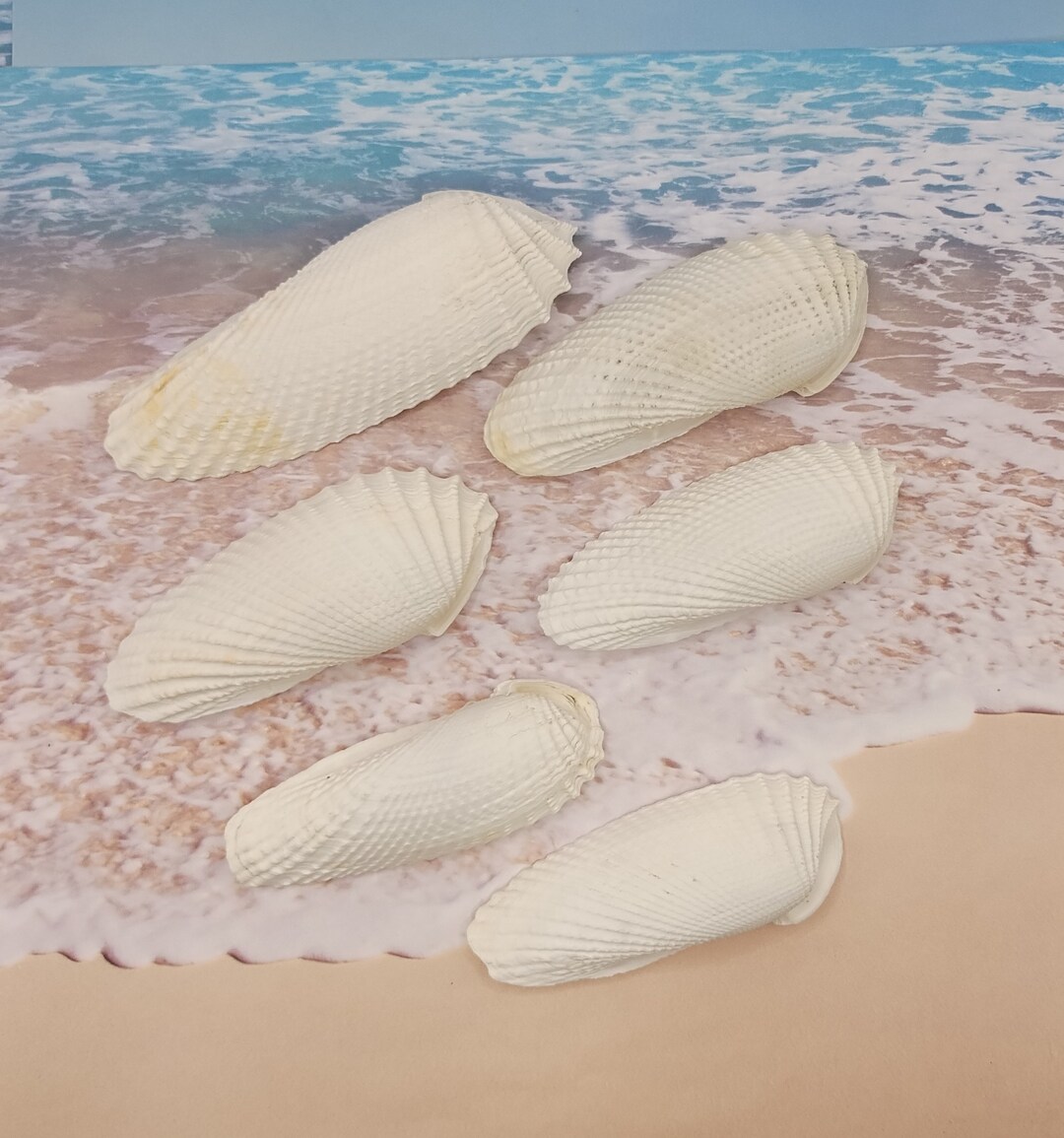 ANGEL WING Seashell ~ Sanibel Island ~ Wedding ~ Beach Decor - Etsy