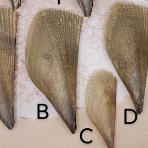 Pair SAWTOOTH PEN SEASHELL ~ Peninsula State Park Florida ~ 3 7/8"to 6 ...