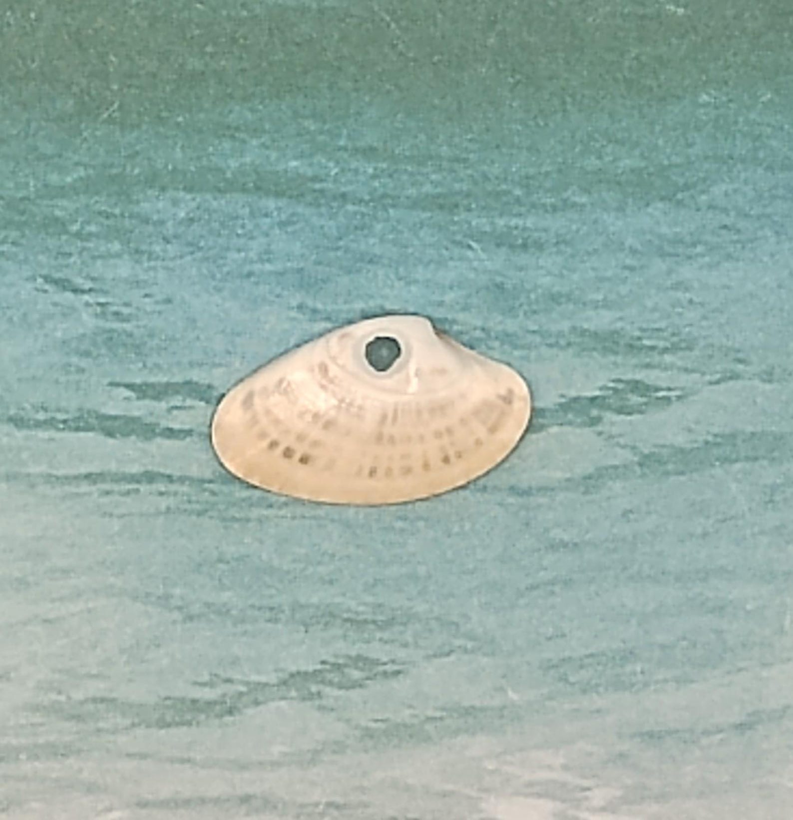 SUNRAY VENUS CLAMS Seashell -florida Coast Find-various Sizes ...