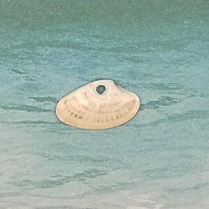 SUNRAY VENUS CLAMS Seashell -florida Coast Find-various Sizes ...