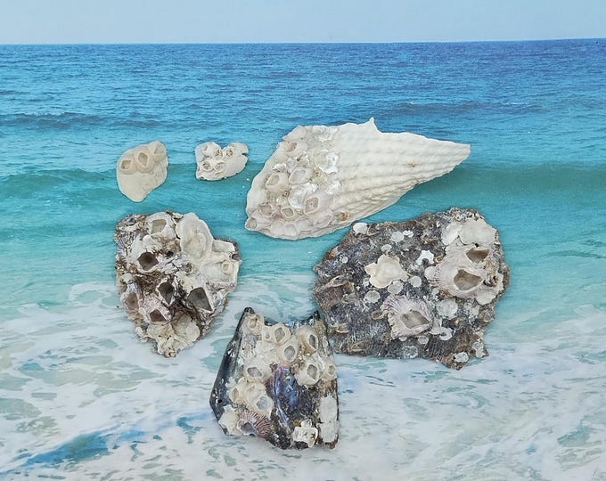 6 BARNACLE CLUSTERS on SHELLS ~ Sanibel Island Find ~ Barnacles ...