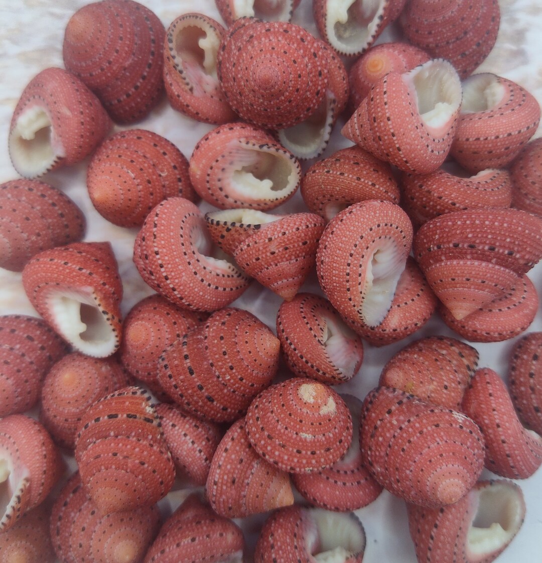 STRAWBERRY TOP SHELL Red Top Shell - Etsy