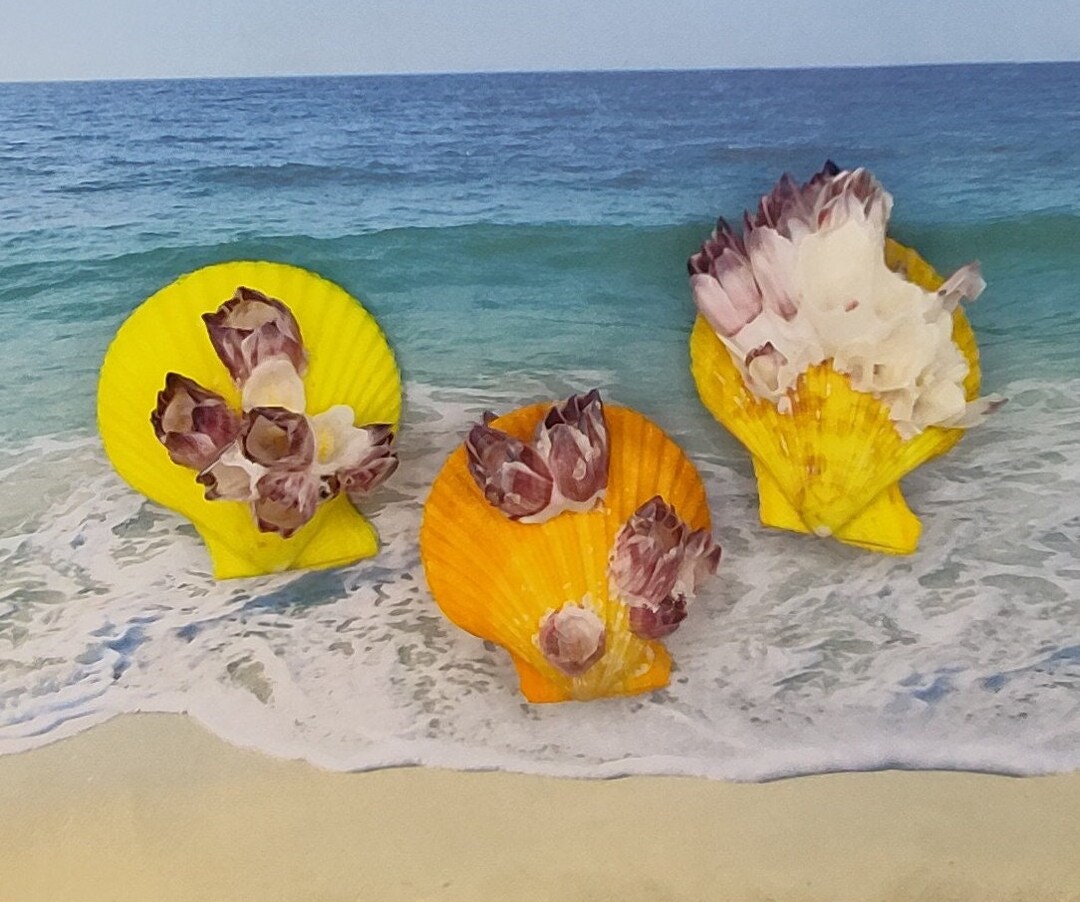 SCALLOP BARNACLE PAIR ~ Marriage ~ Barnacle Cluster ! Free Shipping - Etsy