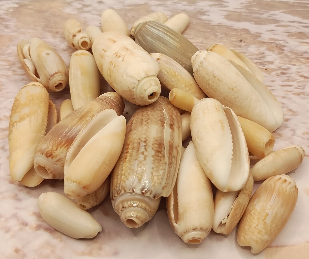 LETTER OLIVE SEASHELLS W/holes ~ 10 to 25pcs ~ Wedding Craft Shells ...