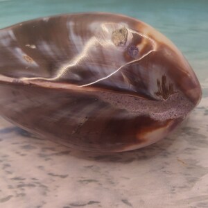 POLISHED PURPLE MUSSEL Pairs ~ 3 1/8" ~ Sealed ~ 1-10pcs - Etsy