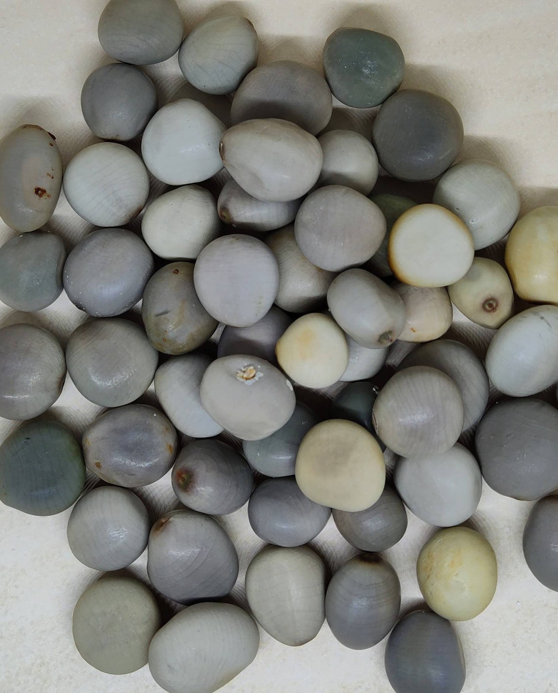 SEA PEARL BEAN 1-25pcs Gray Nicker Bean Sea Bean | Etsy