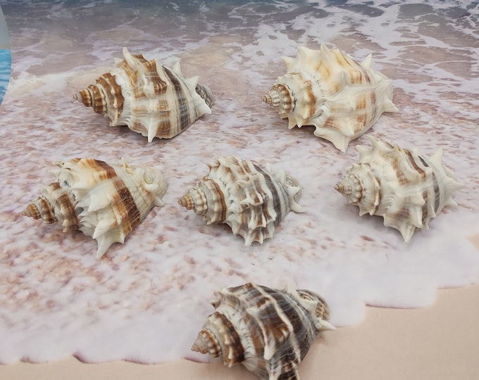 Florida KING CROWN CONCH W/ Operculum ~ 2"~4" ~ Seashell~palm Beach ...