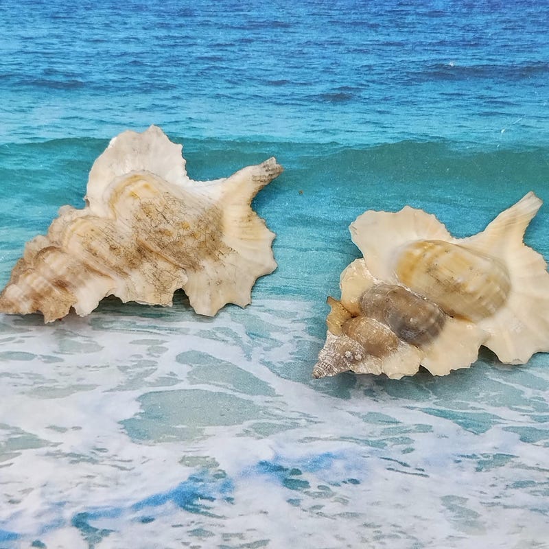 GreenwichTreasures - Etsy