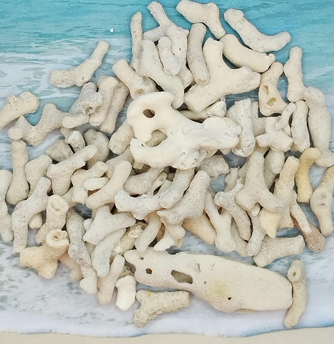 TUBE CORAL BULK Pieces ~ 10-50pcs ~ Bush Coral ~ Palm Beach ~ Coastal ...