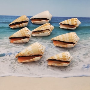 BLOOD MOUTH CONCH ~ Strombus Luhuanus - Etsy