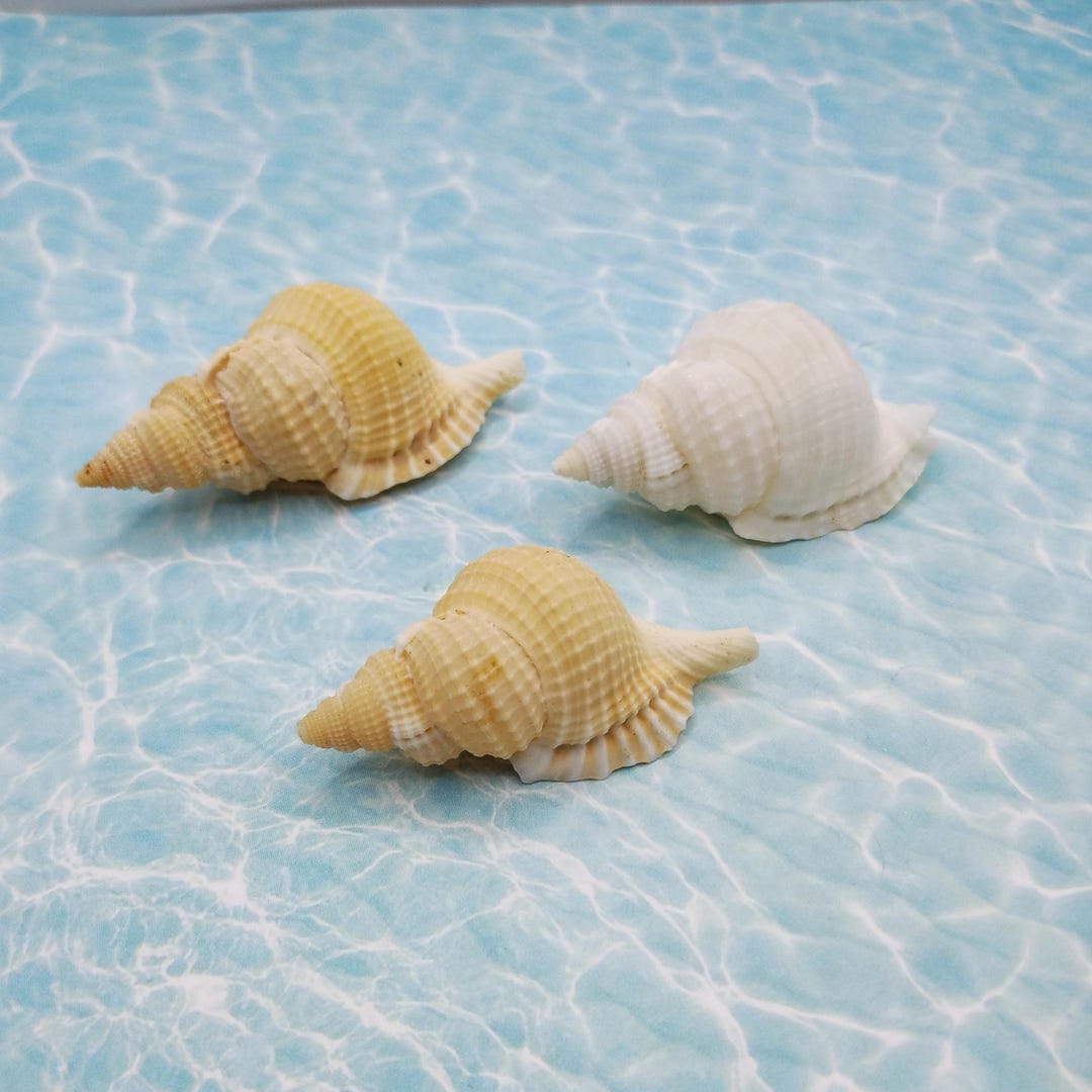 DISTORSIO RETICULARIS ~ Mollusk Seashell ~ off White or White Snail ...
