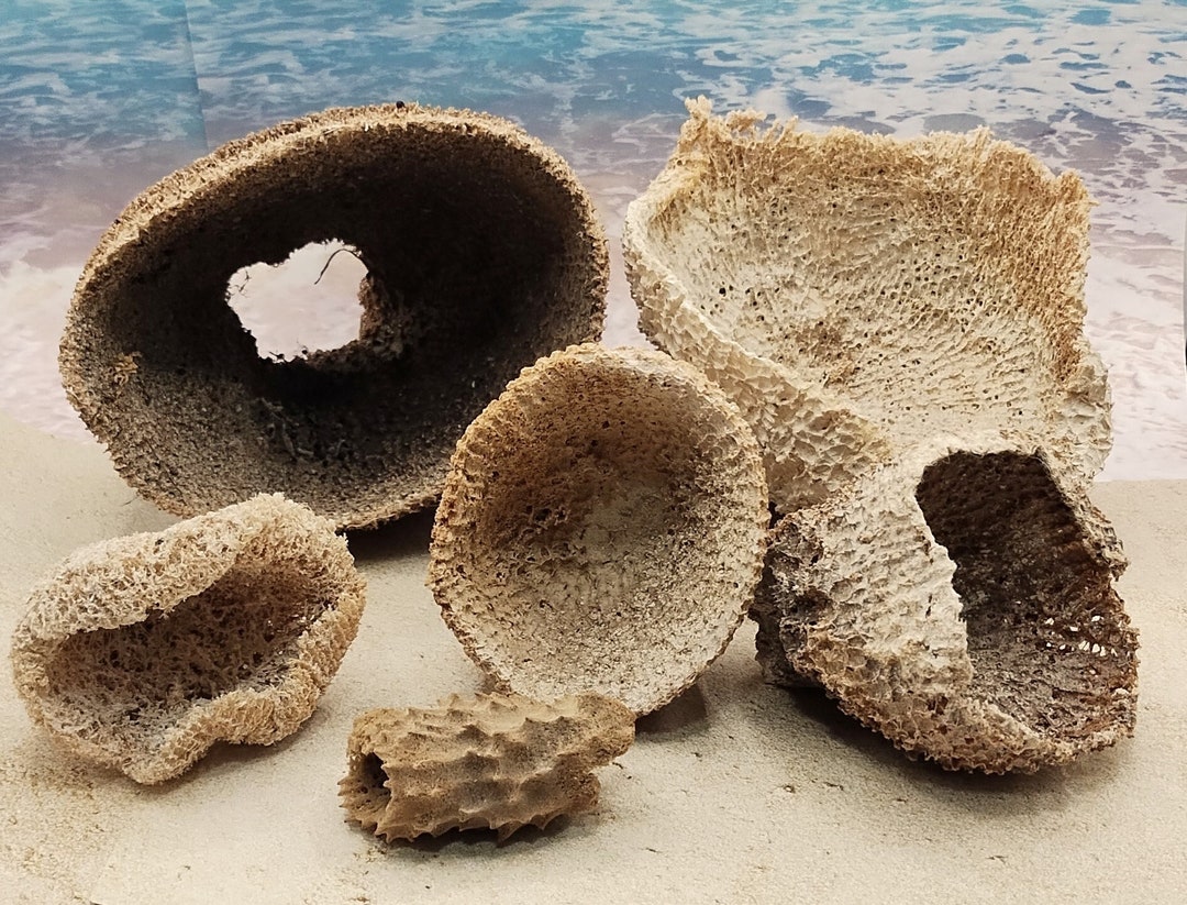 REAL SPONGE ~ Beach Find ~ Choose Size ~ Sun Dried - Etsy