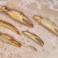 Handmade One Claw Crab - Etsy