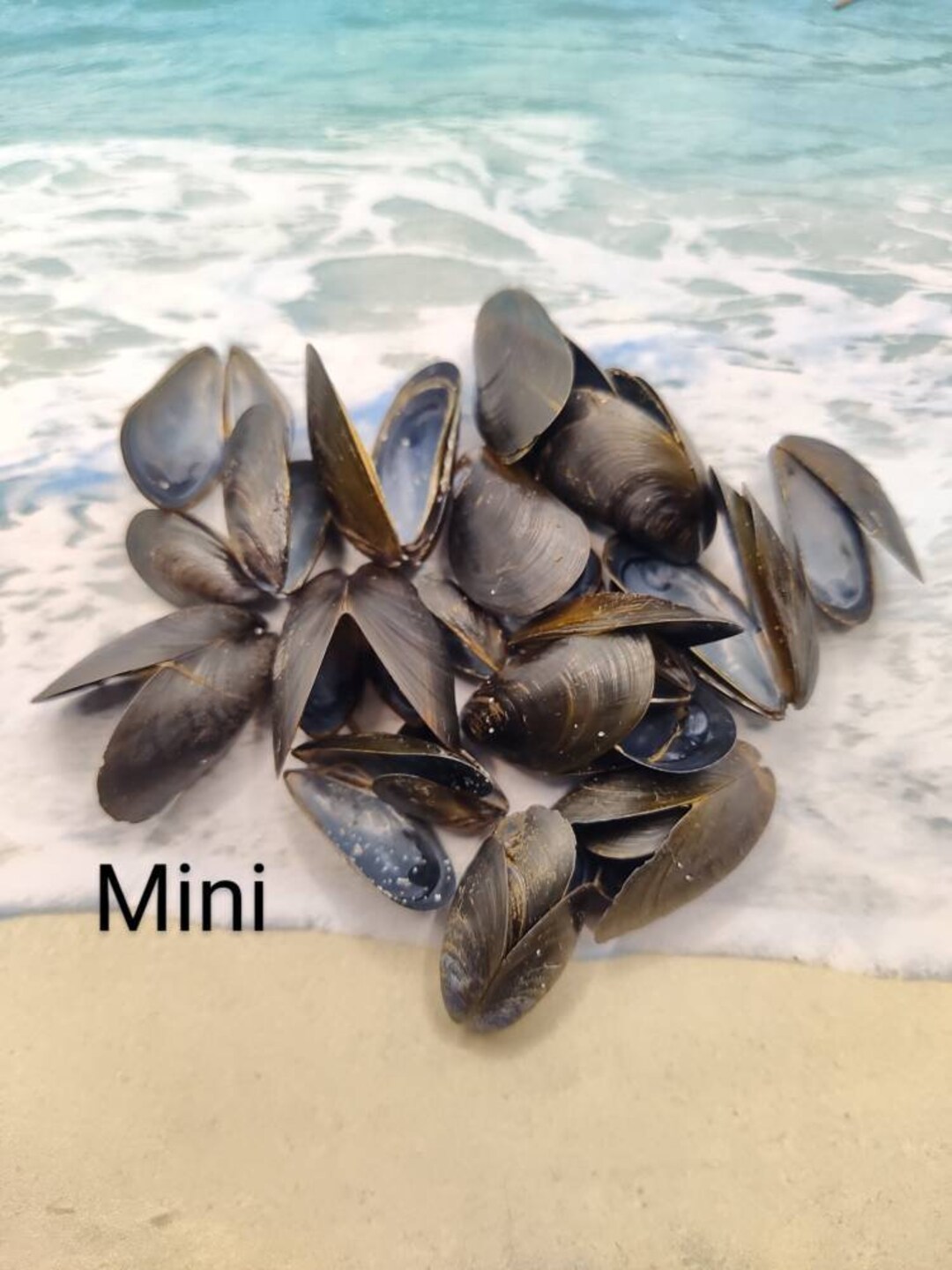 NORTH ATLANTIC Blue MUSSEL 8-25 Shells Craft Shells Large & Mini - Etsy