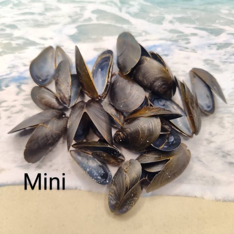 Large Mussel Shells - Etsy