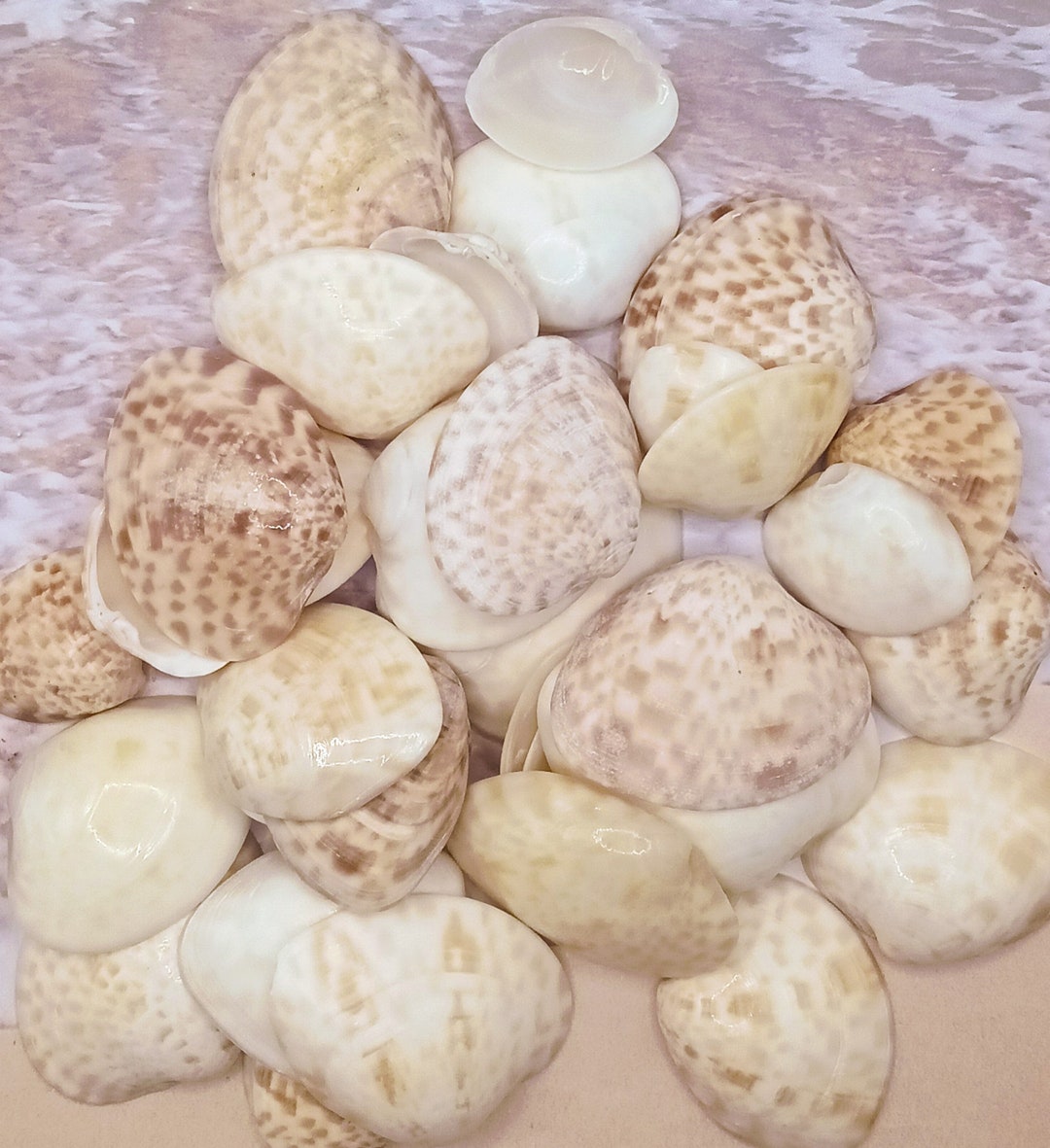 CALICO CLAM~ 2 to 25 Pcs ~ + Pairs ~ Macrocallista Maculata Seashells ...