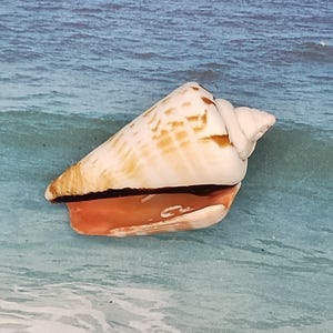 BLOOD MOUTH CONCH ~ Strombus Luhuanus - Etsy