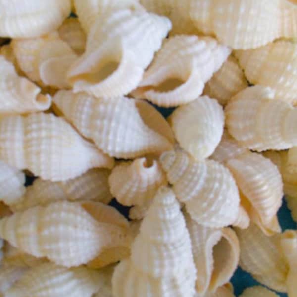 Seashell Tree - Etsy