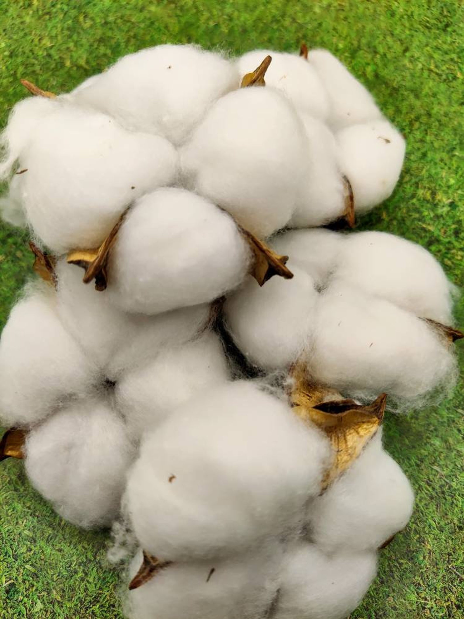 3 to 48 COTTON BOLL ~ PODS ~ Natural Cotton Bolls ~ Wired Picks or With ...