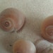 Natural SHARKS EYE-MOON Seashell ~ 10-100pcs ~ Palm Beach Florida ...