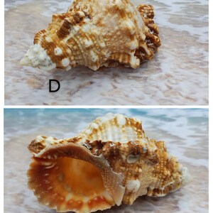 BURSA BOBO ~ Frog Seashell ~ Hermit Crab Home ~ Giant Frog Bursa - Etsy