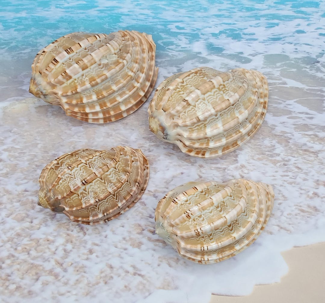 HARPA MAJOR MELON Shell~ Swollen Harp Seashell ~ Volute Shell - Etsy