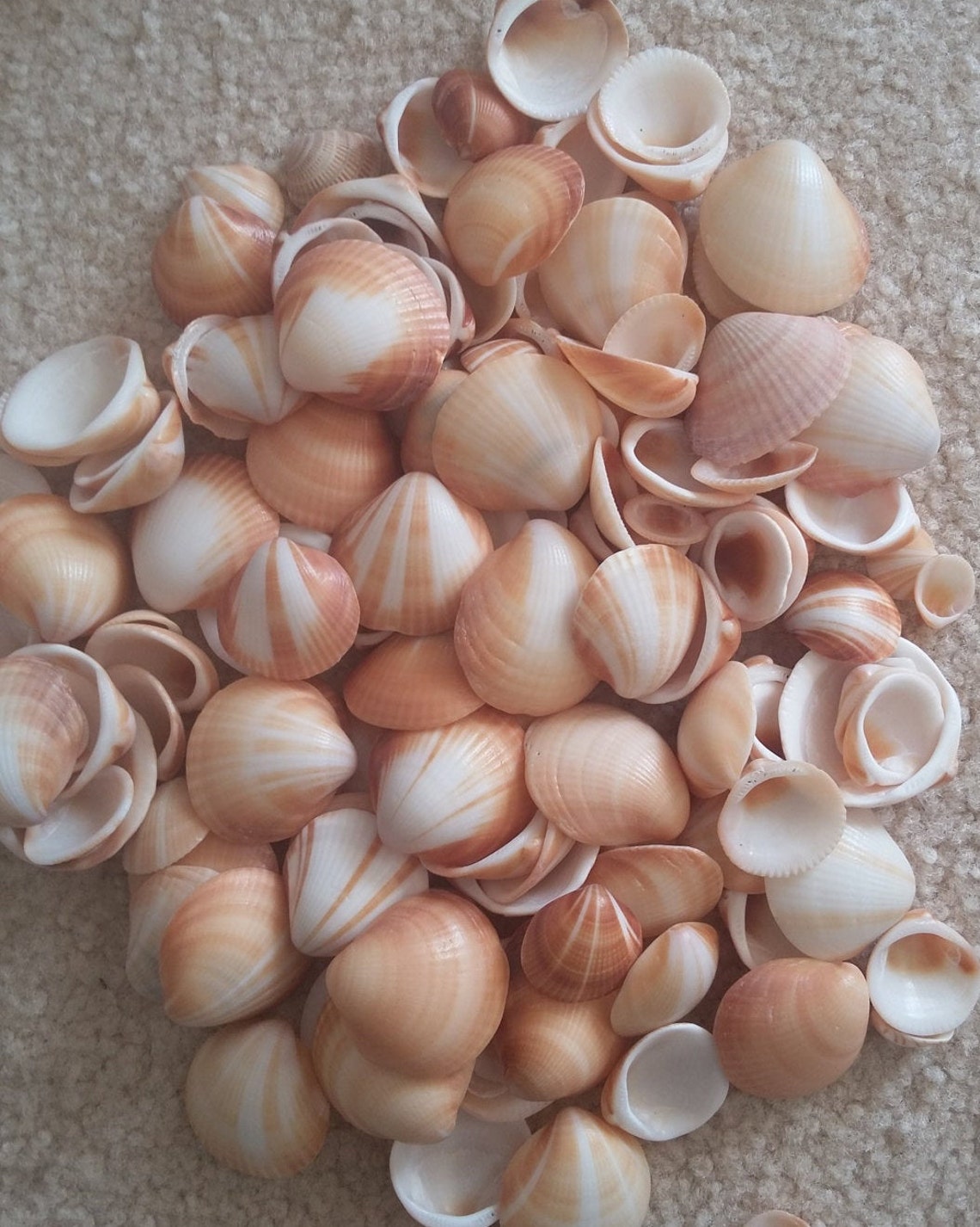 BITTERSWEET CHEVRON SEASHELLS 10-100pcs Sunrise Shell - Etsy