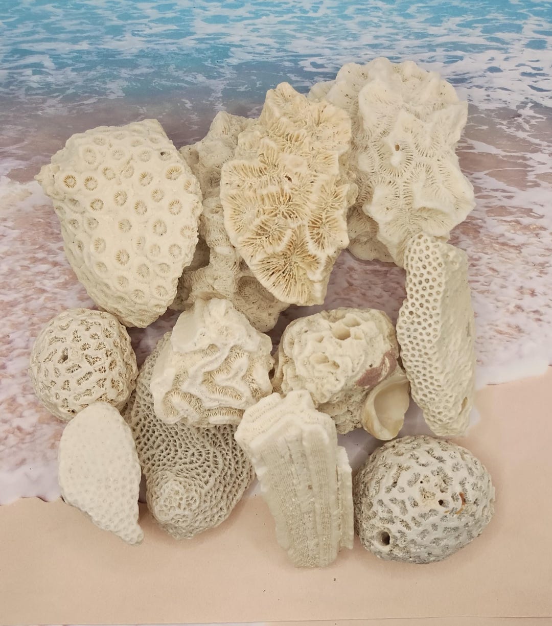 LG CORAL CHUNKS Brain Golf Ball Rose More L6 - Etsy