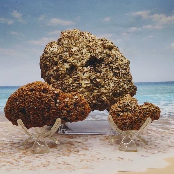 The Rock Worm - Etsy