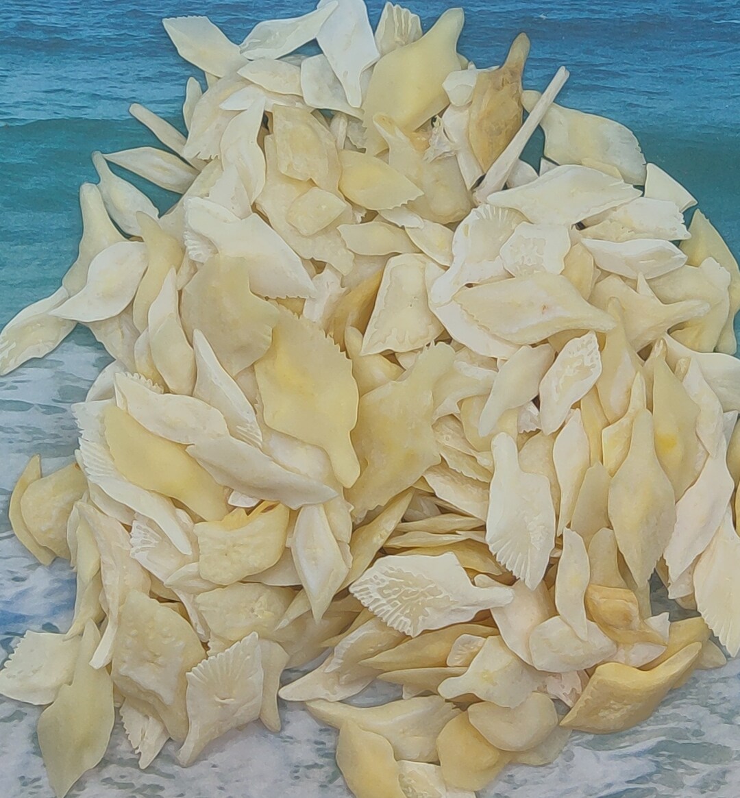 BAG of FISH SCALES ~ 100 Count ~ Craft Supply ~ Free Shipping - Etsy